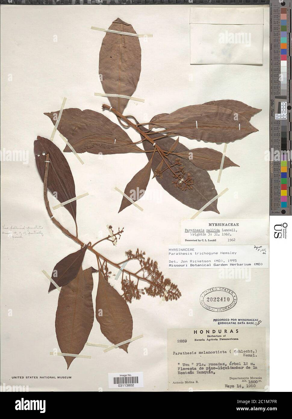 Parathesis trichogyne Hemsl Parathesis trichogyne Hemsl Stock Photo - Alamy