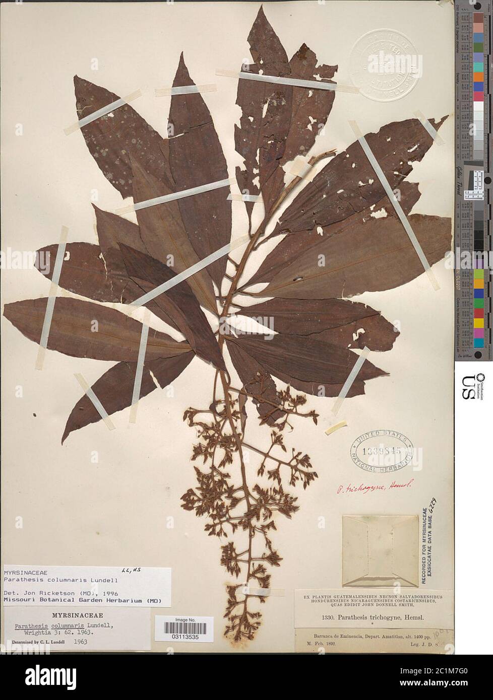 Parathesis hi-res stock photography and images - Alamy