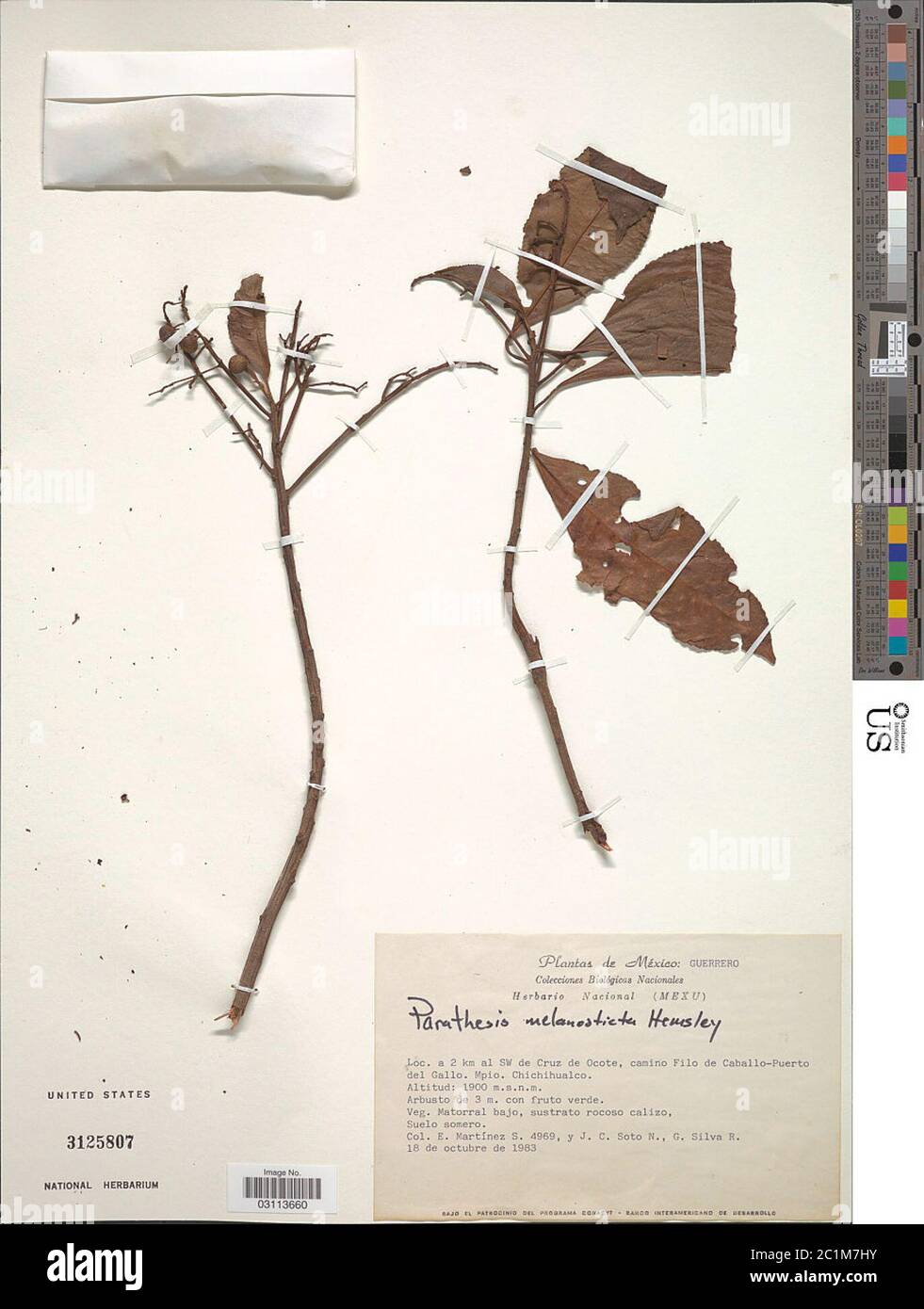 Parathesis melanosticta Schltdl Hemsl Parathesis melanosticta Schltdl ...