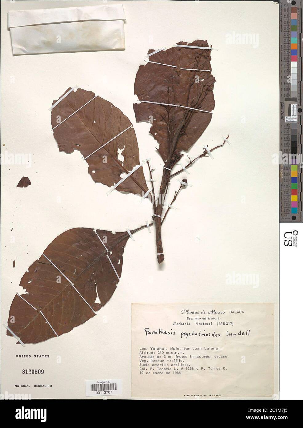 Parathesis psychotrioides Lundell Parathesis psychotrioides Lundell ...