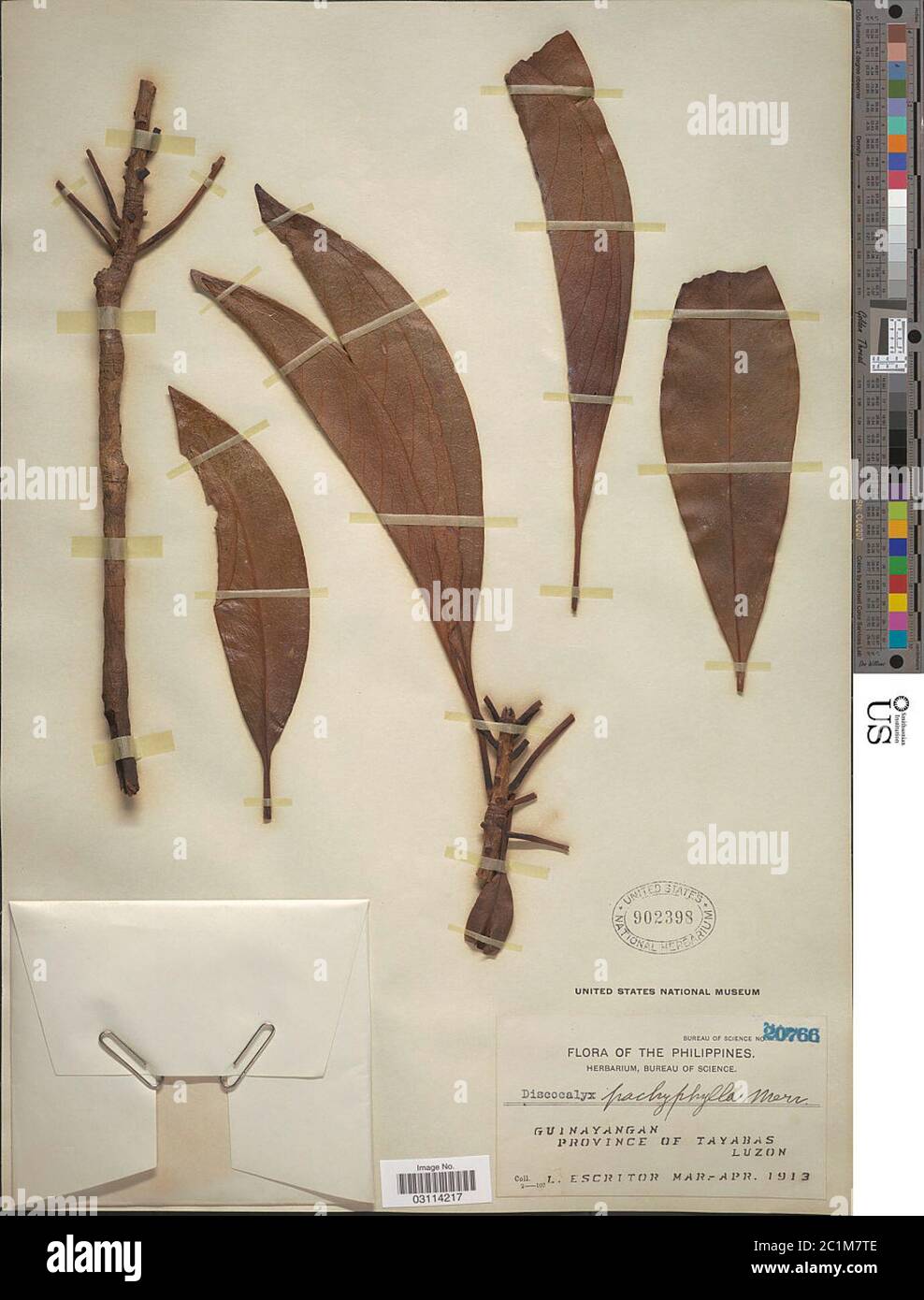 Pachyphylla hi-res stock photography and images - Alamy