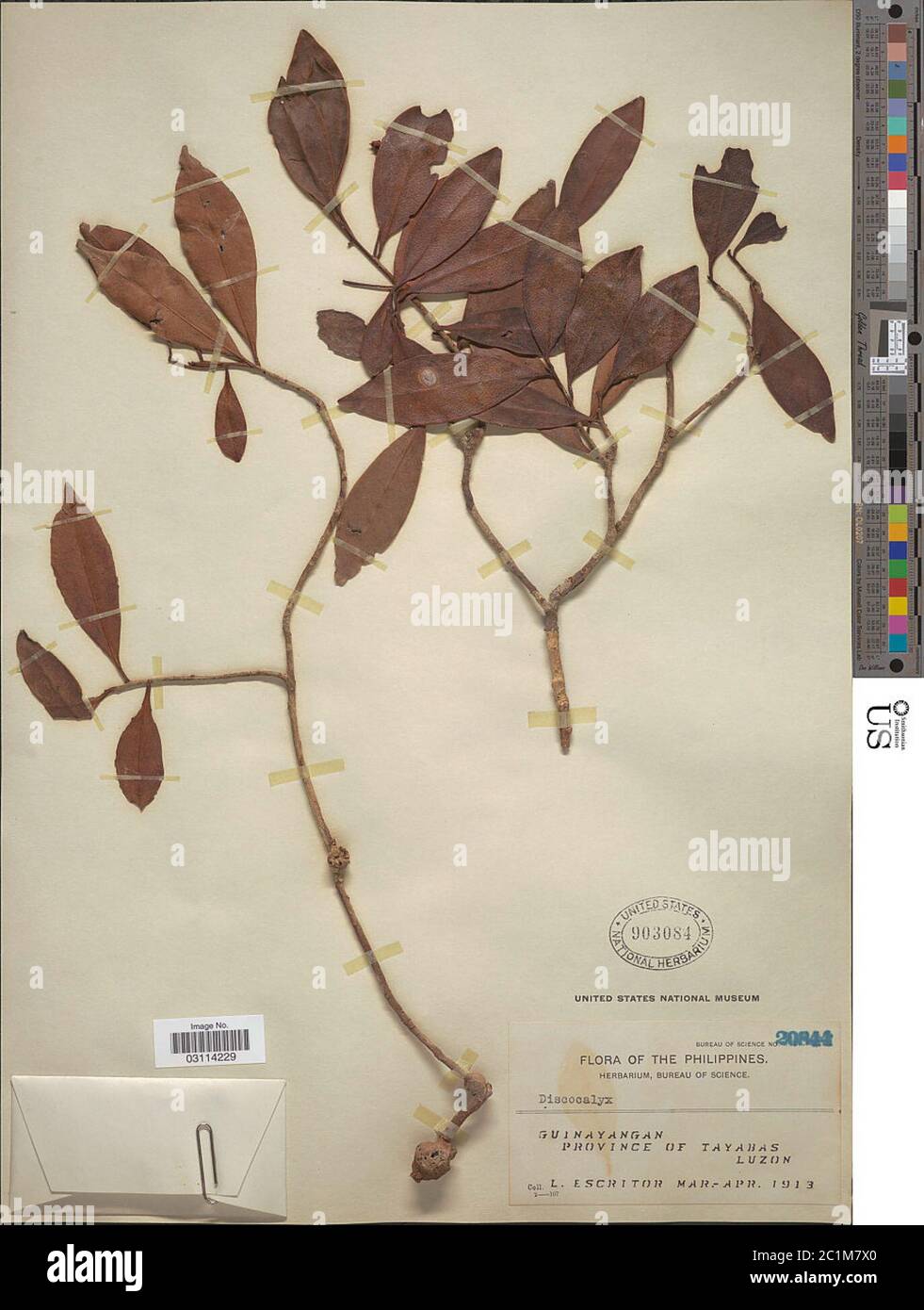 Discocalyx sp Discocalyx sp Stock Photo - Alamy