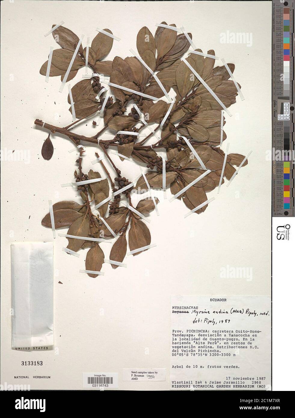 Myrsine andina Mez Pipoly Myrsine andina Mez Pipoly Stock Photo - Alamy