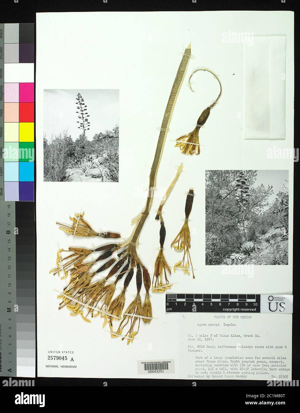 Agave parryi Agave parryi Stock Photo - Alamy