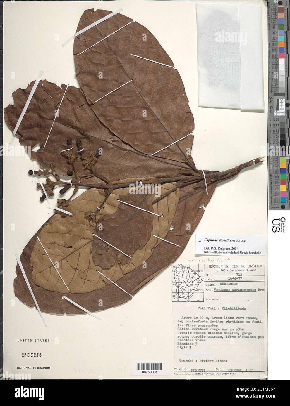 Capirona decorticans Spruce Capirona decorticans Spruce Stock Photo - Alamy