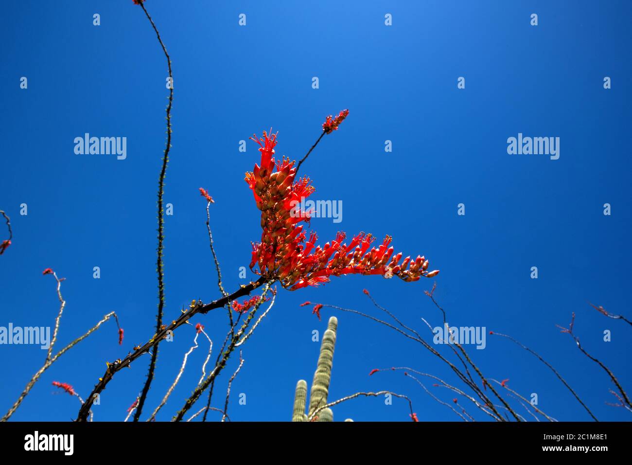 Ocotillo, flower in April, Sonoran Desert, Coronado National Forest ...
