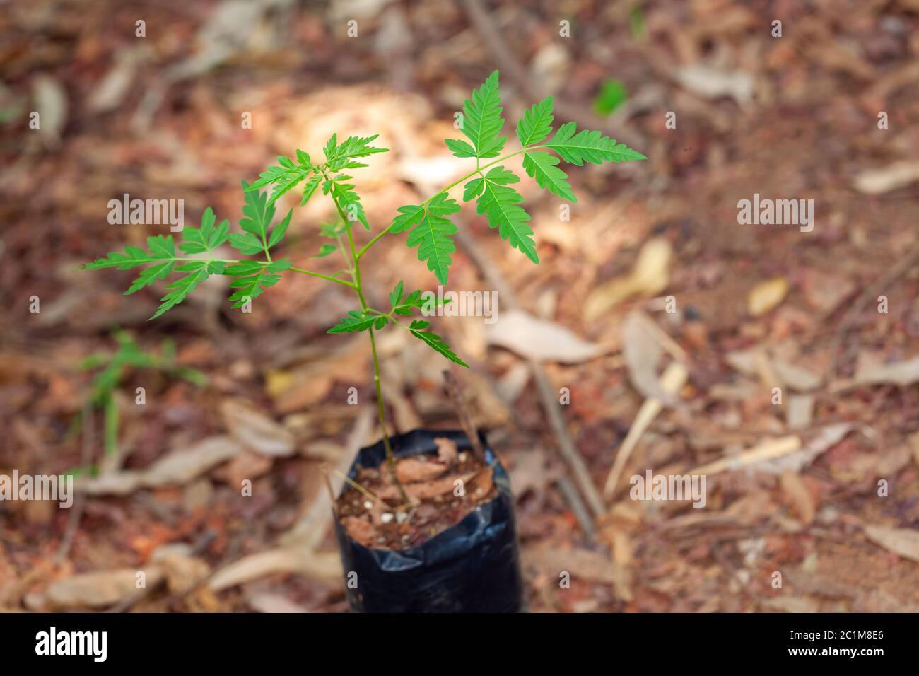 Neem oil hi-res stock photography and images - Alamy