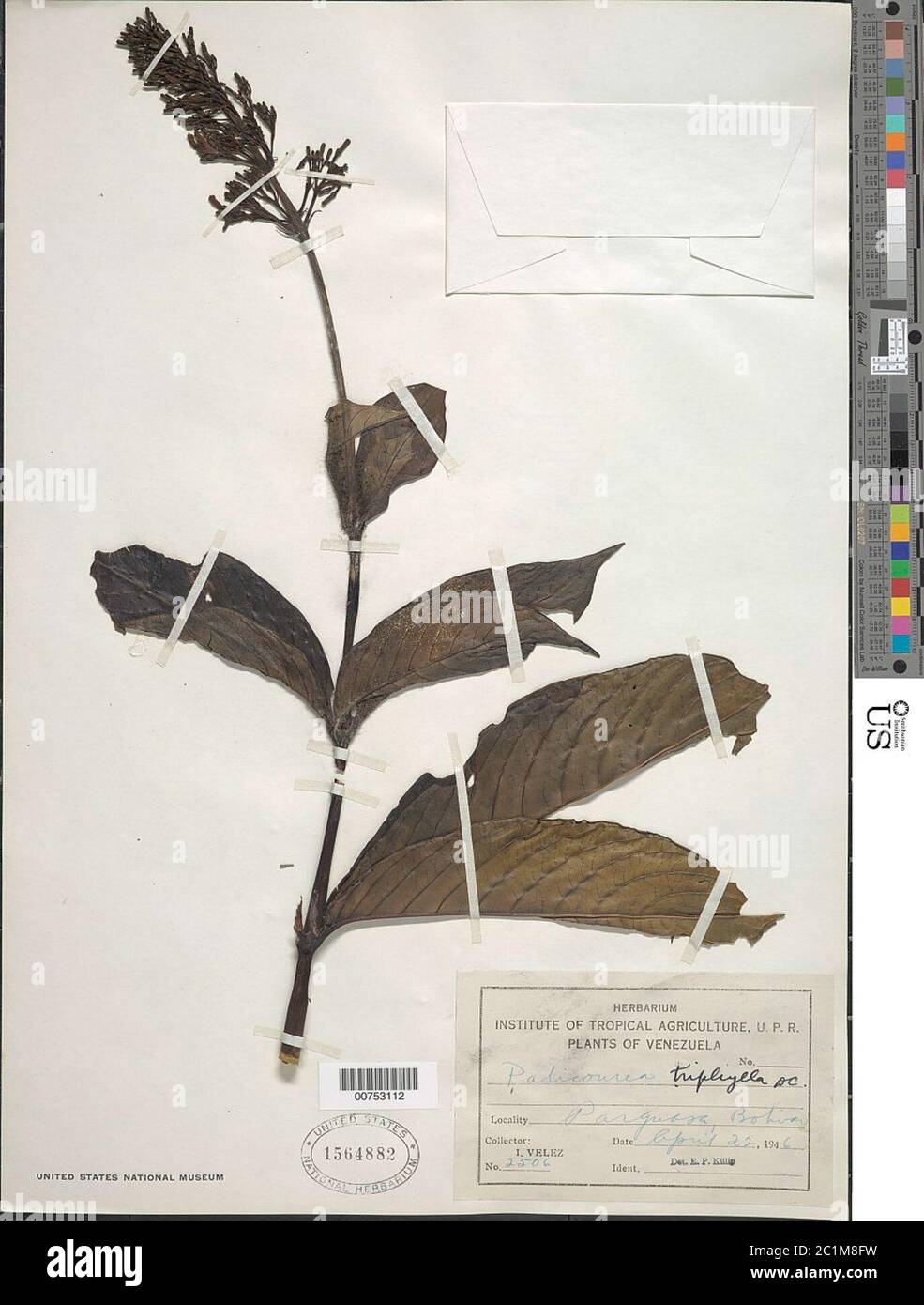 Palicourea triphylla DC Palicourea triphylla DC Stock Photo - Alamy
