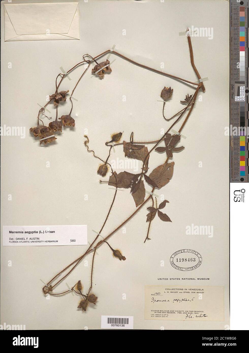 Egypt species hi-res stock photography and images - Alamy