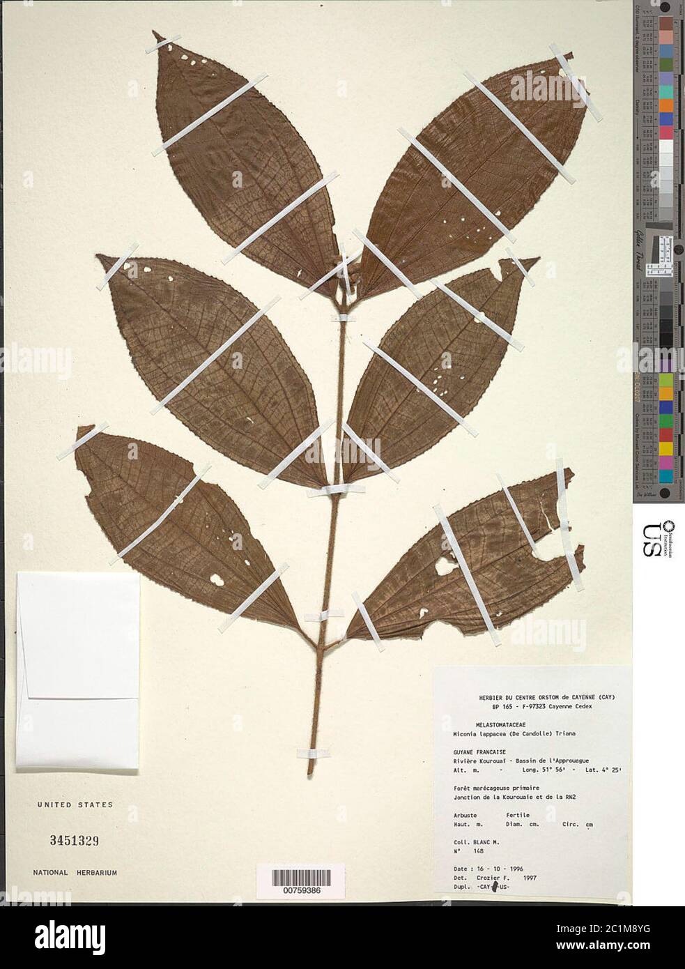 Lappacea hi-res stock photography and images - Alamy