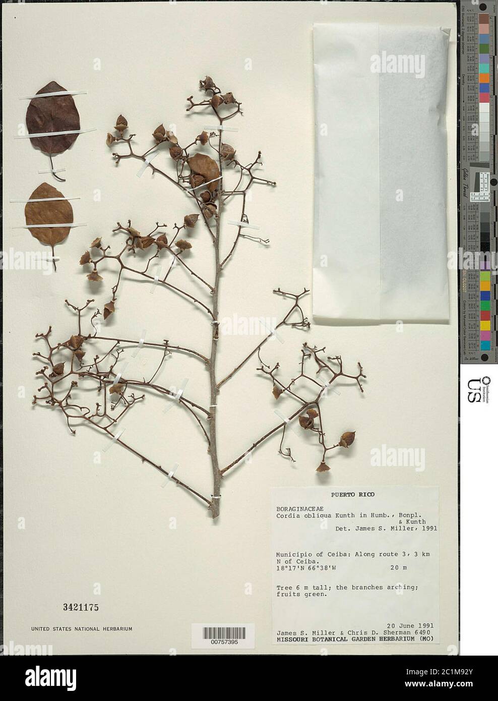 Cordia obliqua Willd Cordia obliqua Willd Stock Photo - Alamy