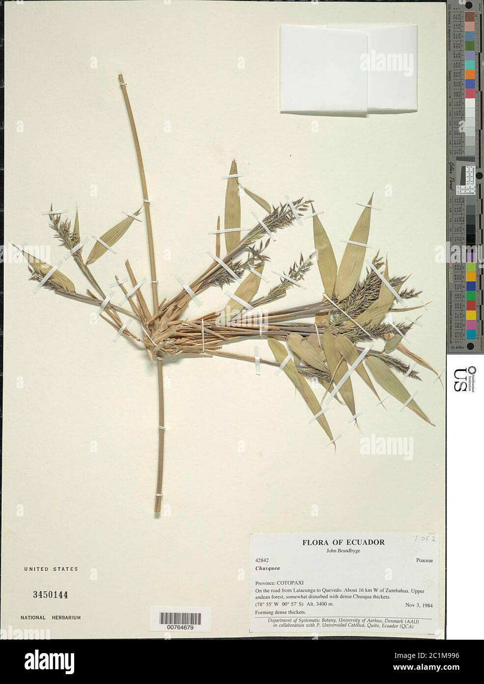 Chusquea sp Chusquea sp Stock Photo - Alamy