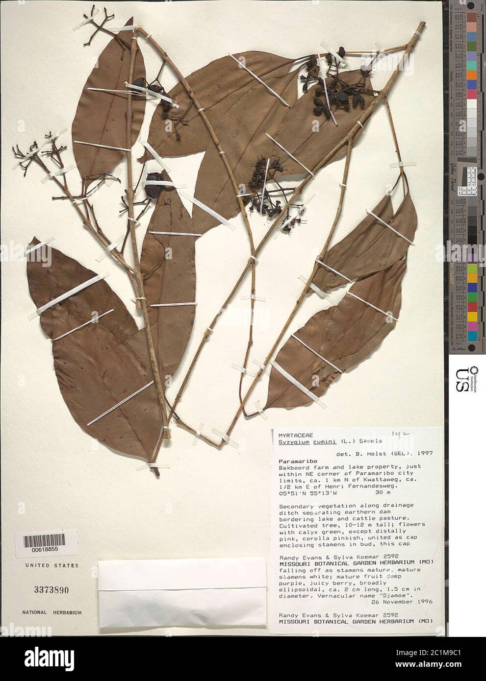 Syzygium cumini L Skeels Syzygium cumini L Skeels Stock Photo - Alamy