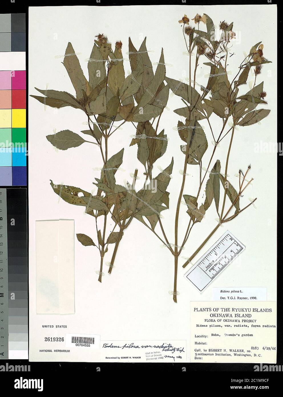 Bidens pilosa L Bidens pilosa L Stock Photo - Alamy