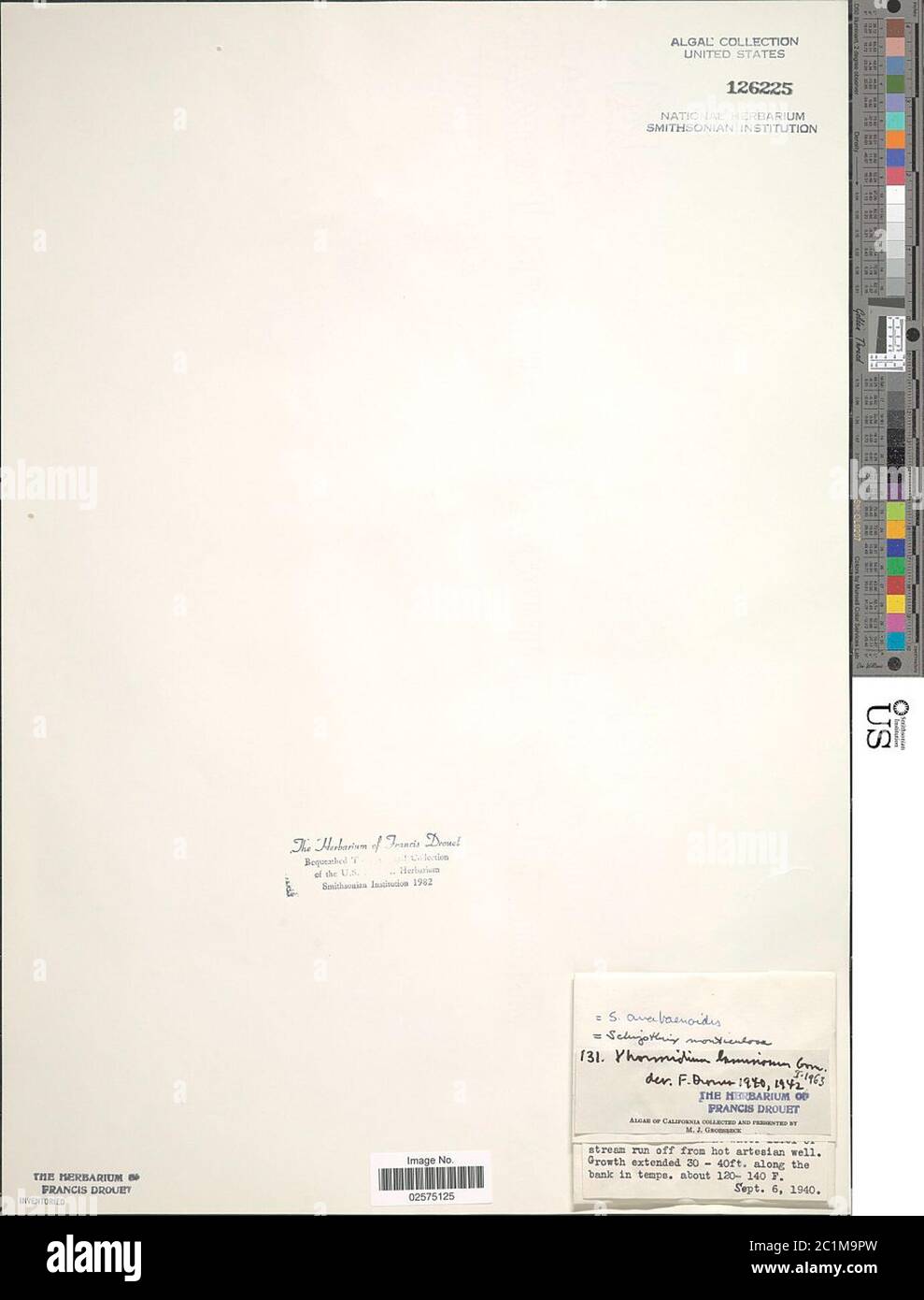 Schizothrix anabaenoides Schizothrix anabaenoides Stock Photo - Alamy