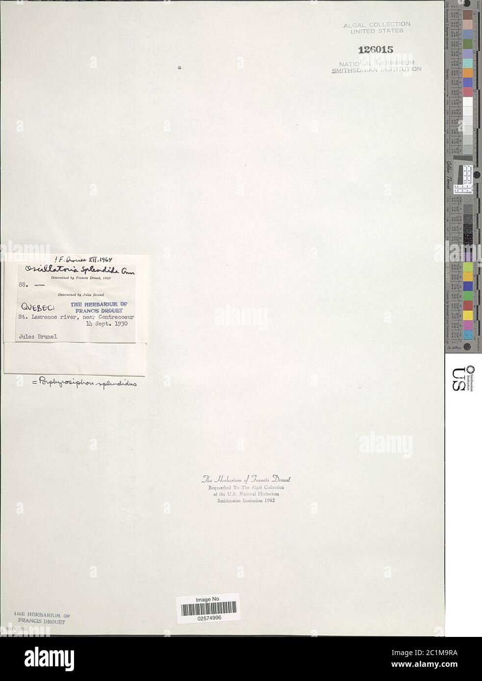 Porphyrosiphon splendidus Porphyrosiphon splendidus Stock Photo - Alamy