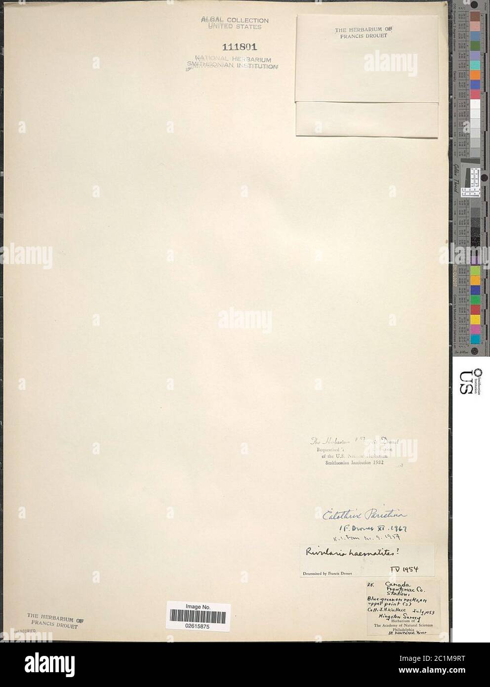 Calothrix parietina Calothrix parietina Stock Photo - Alamy