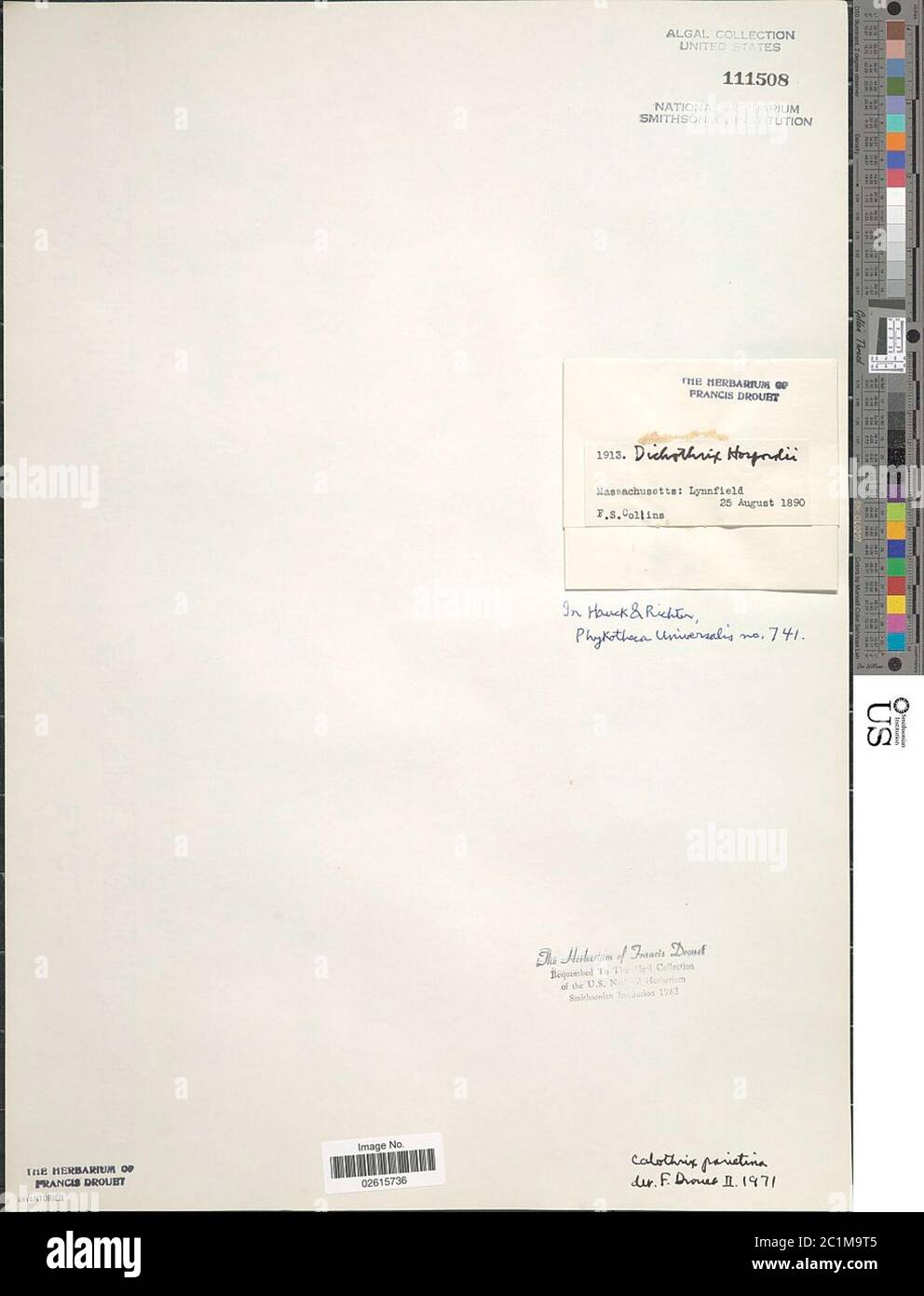 Calothrix parietina Calothrix parietina Stock Photo - Alamy