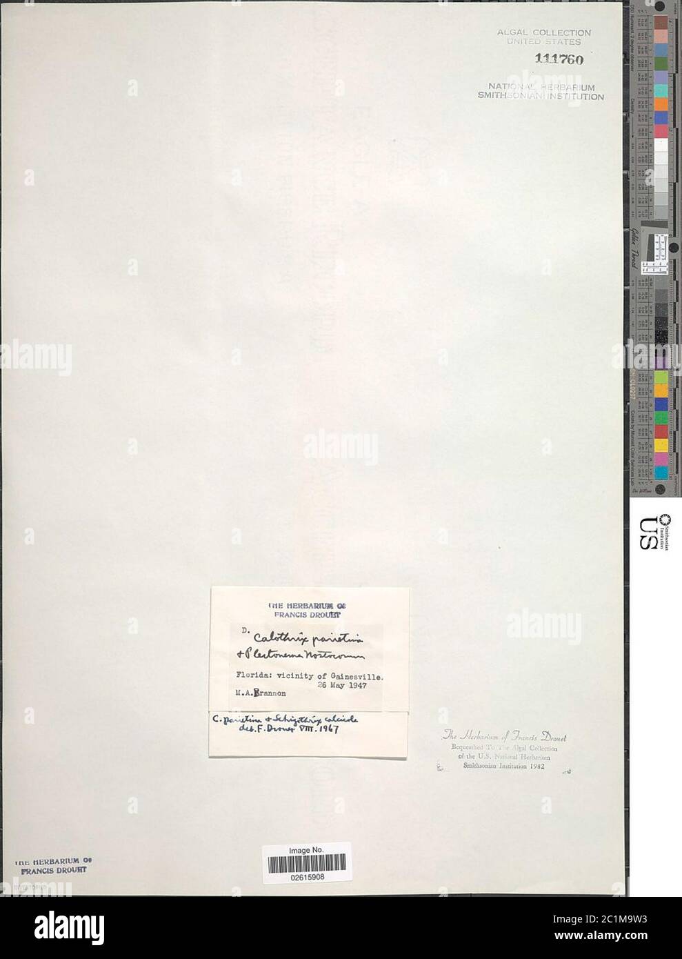 Calothrix parietina Calothrix parietina Stock Photo - Alamy