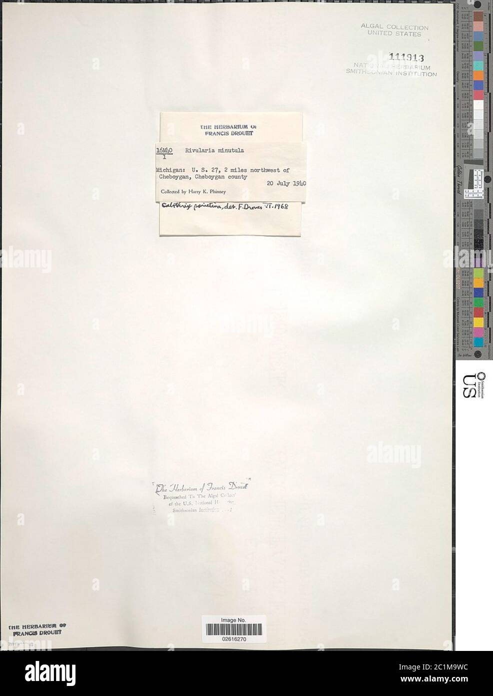 Calothrix parietina Calothrix parietina Stock Photo - Alamy