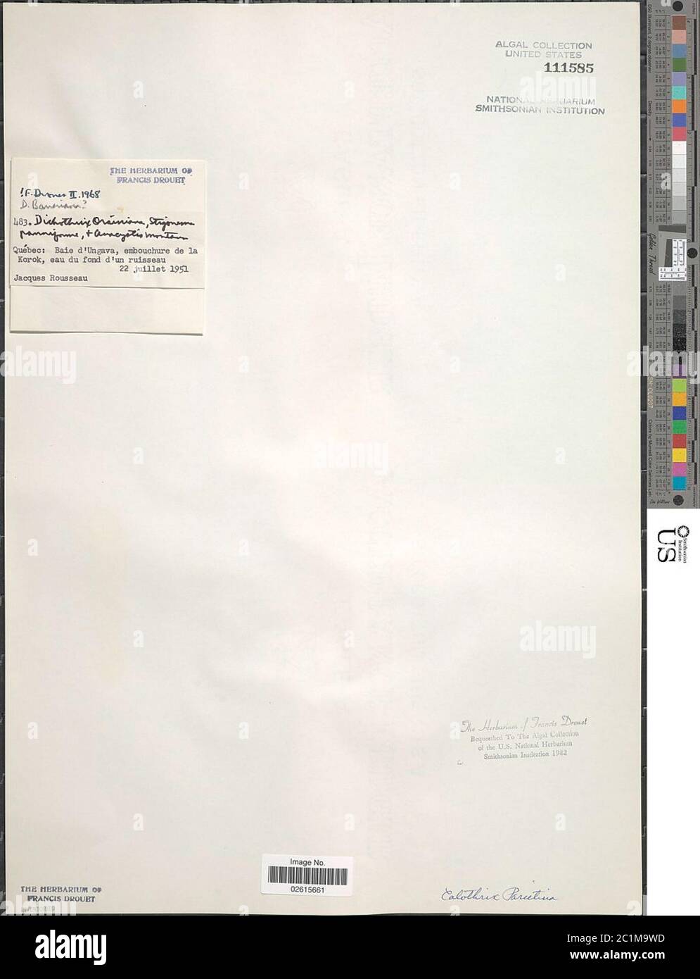 Calothrix parietina Calothrix parietina Stock Photo - Alamy