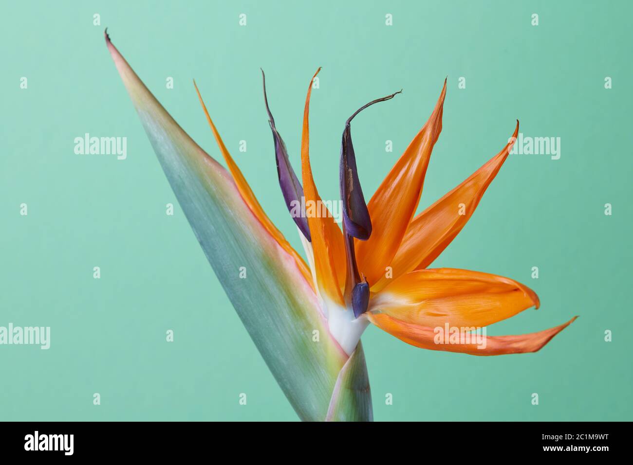 Exotic tropical flower of Strelitzia reginae or bird of paradise ...