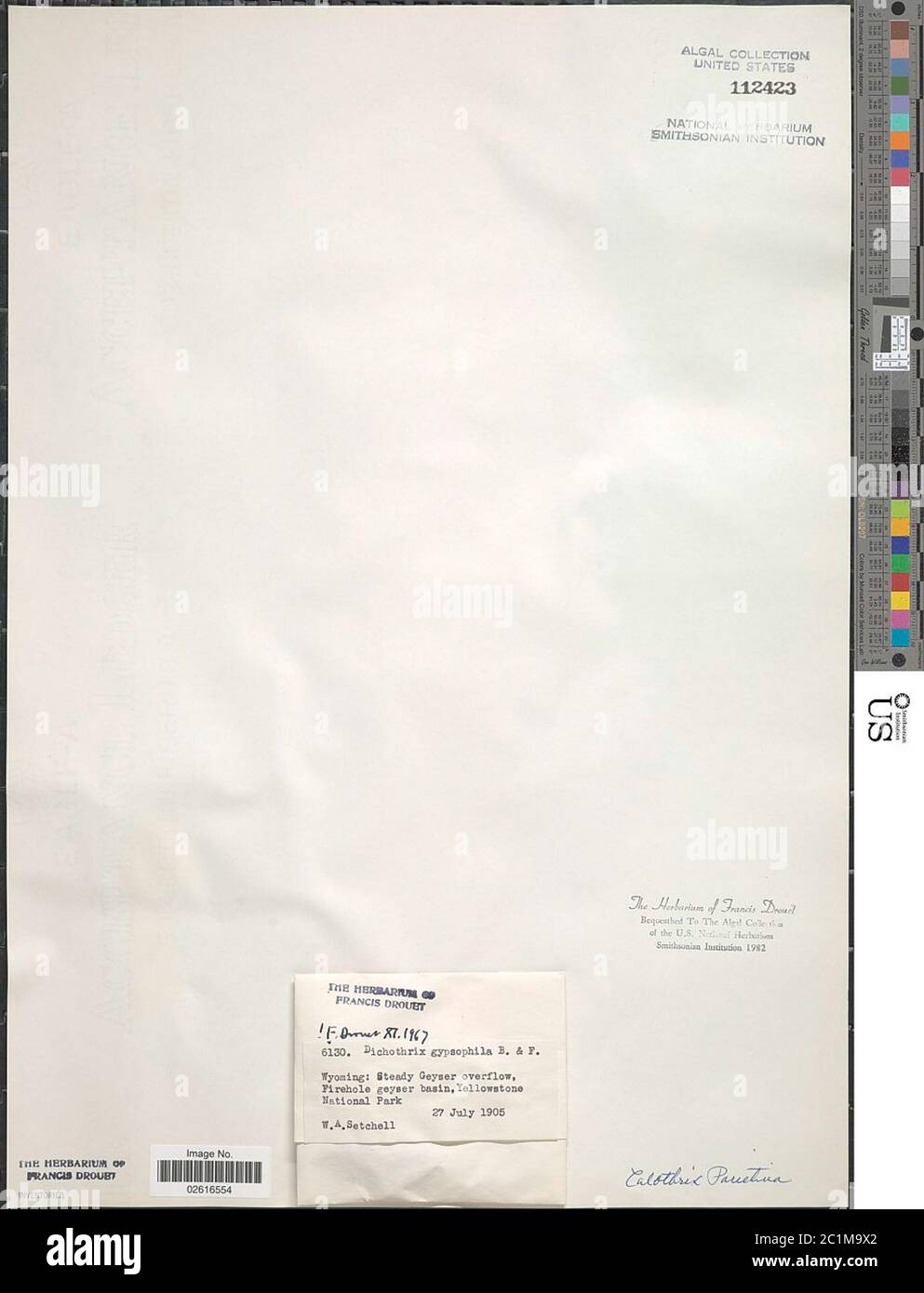 Calothrix parietina Calothrix parietina Stock Photo - Alamy