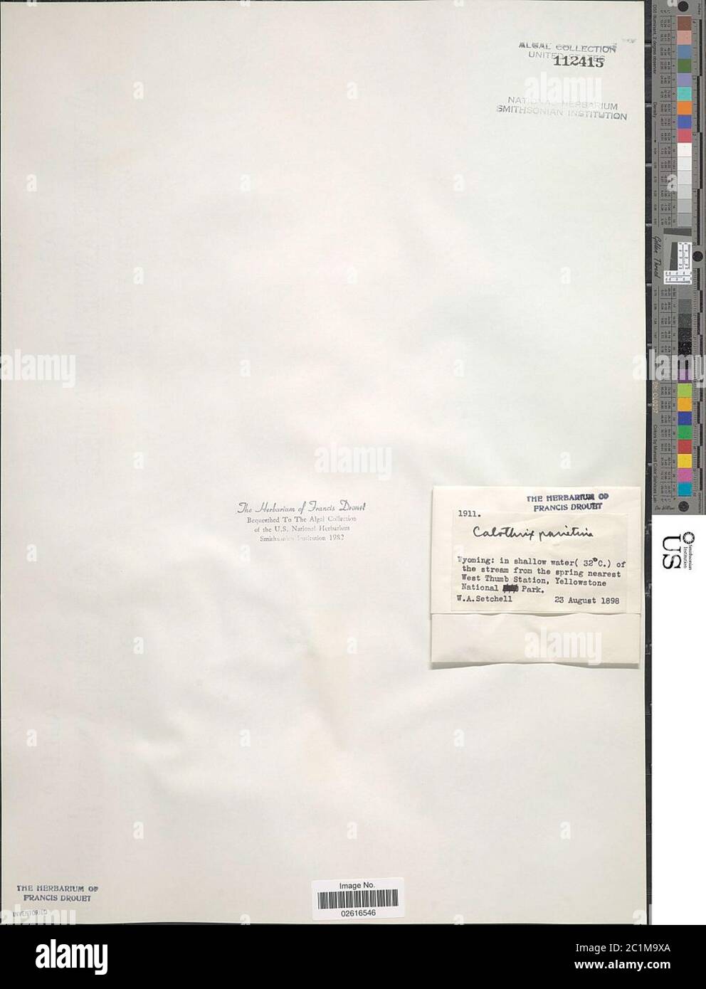 Calothrix parietina Calothrix parietina Stock Photo - Alamy