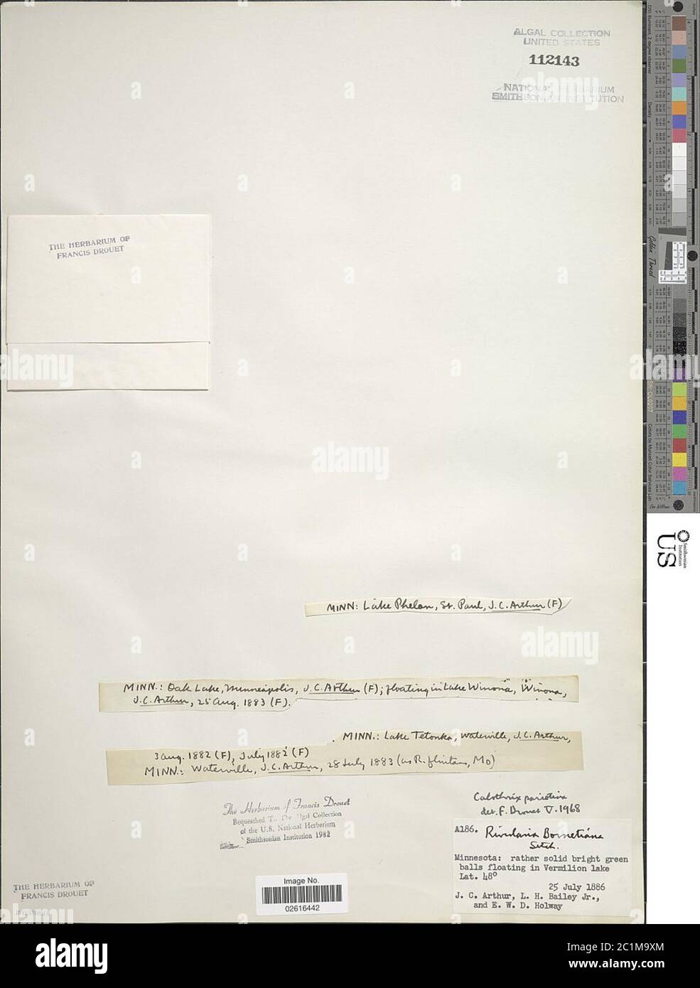 Calothrix parietina Calothrix parietina Stock Photo - Alamy