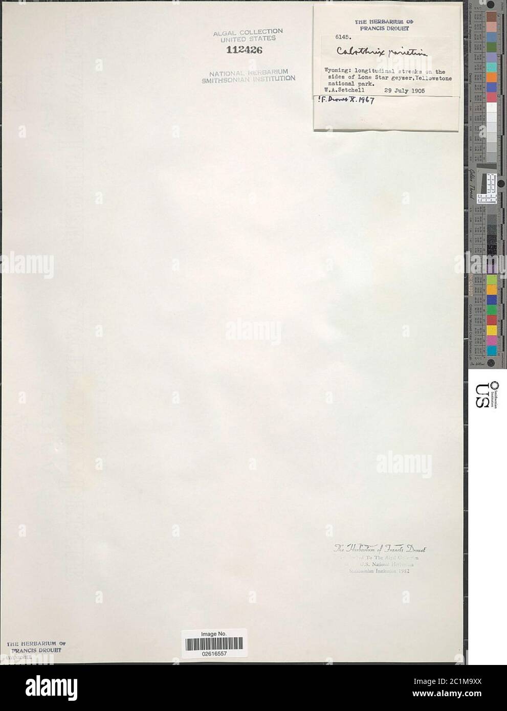 Calothrix parietina Calothrix parietina Stock Photo - Alamy