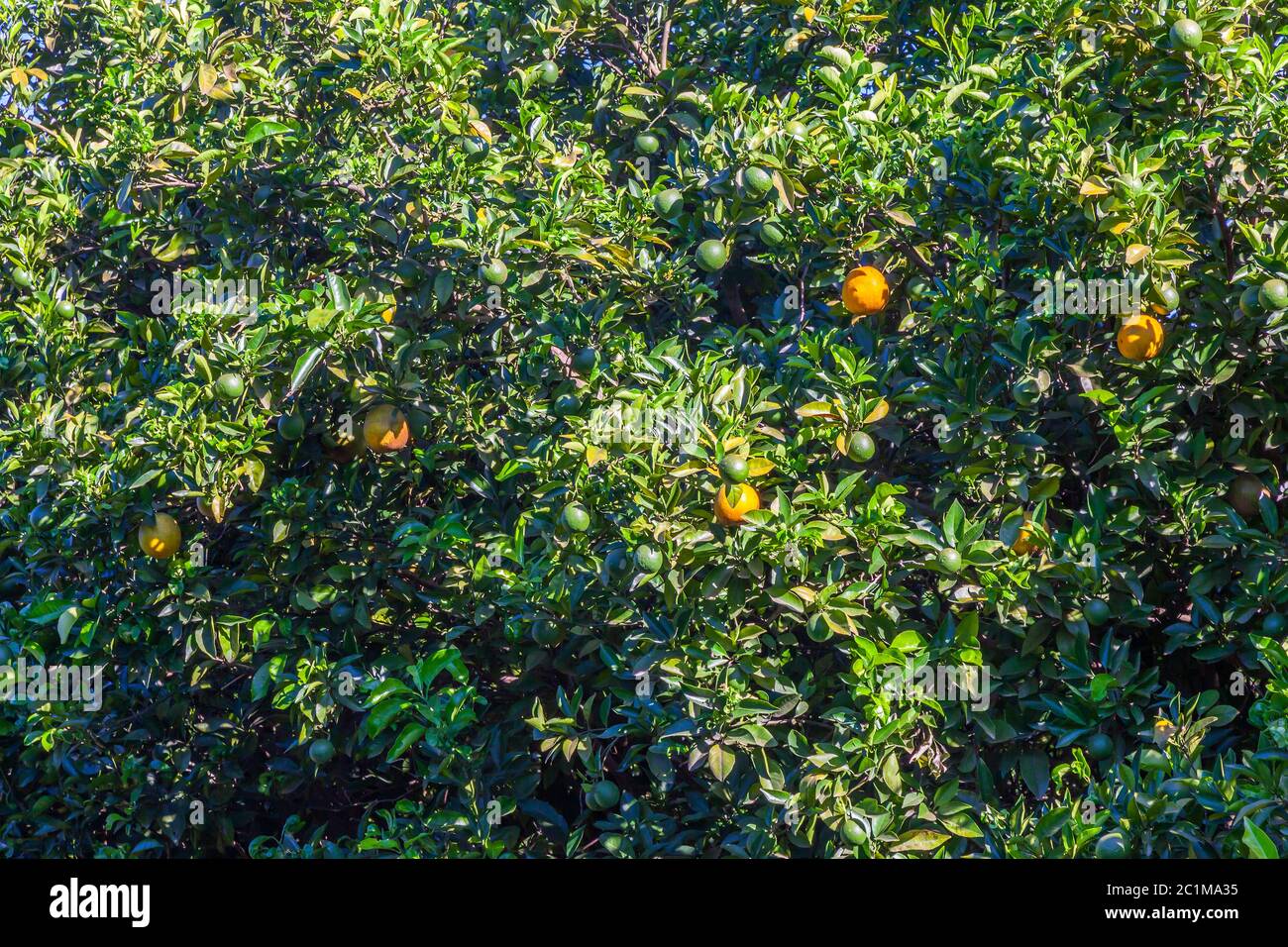 Orange grove in Brazil - mature fruits Stock Photo - Alamy