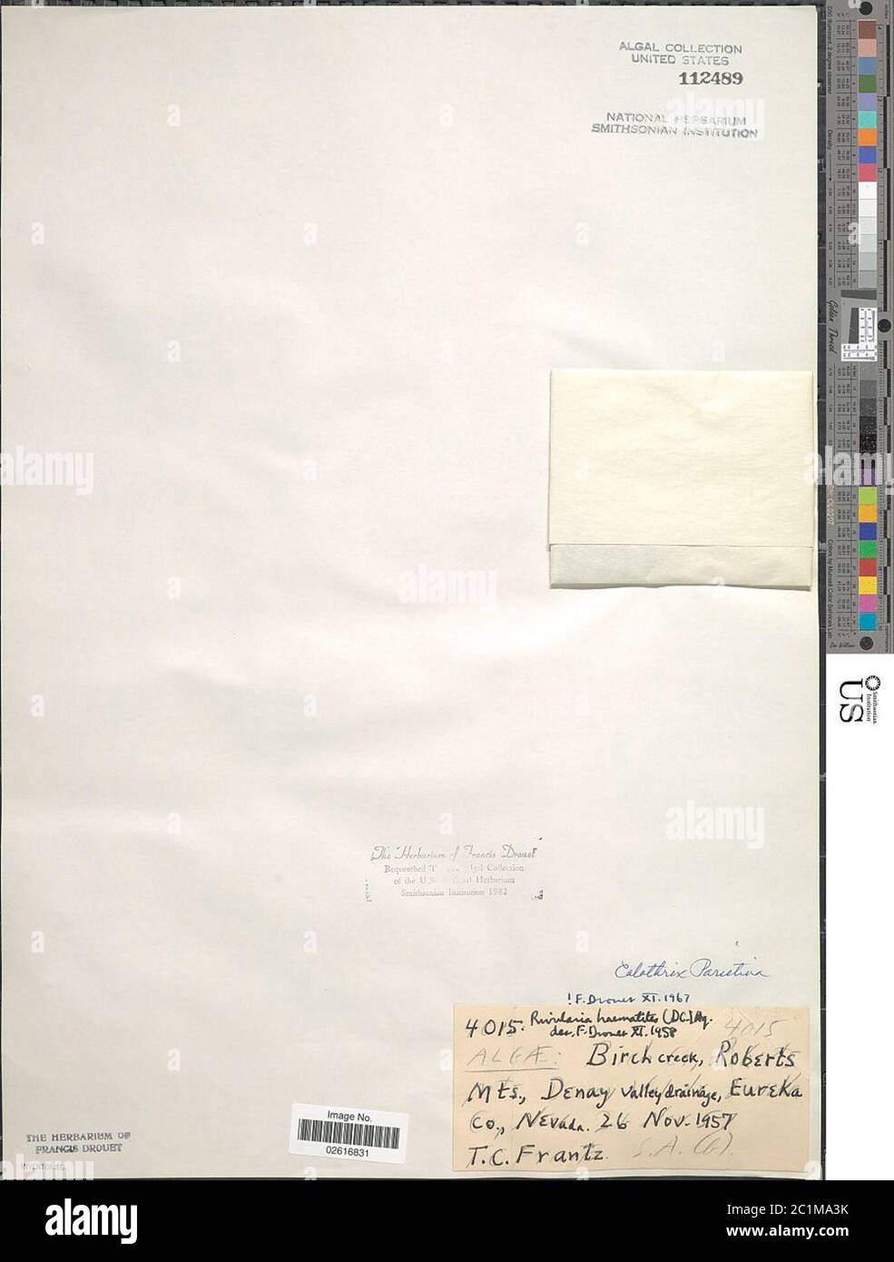 Calothrix parietina Calothrix parietina Stock Photo - Alamy