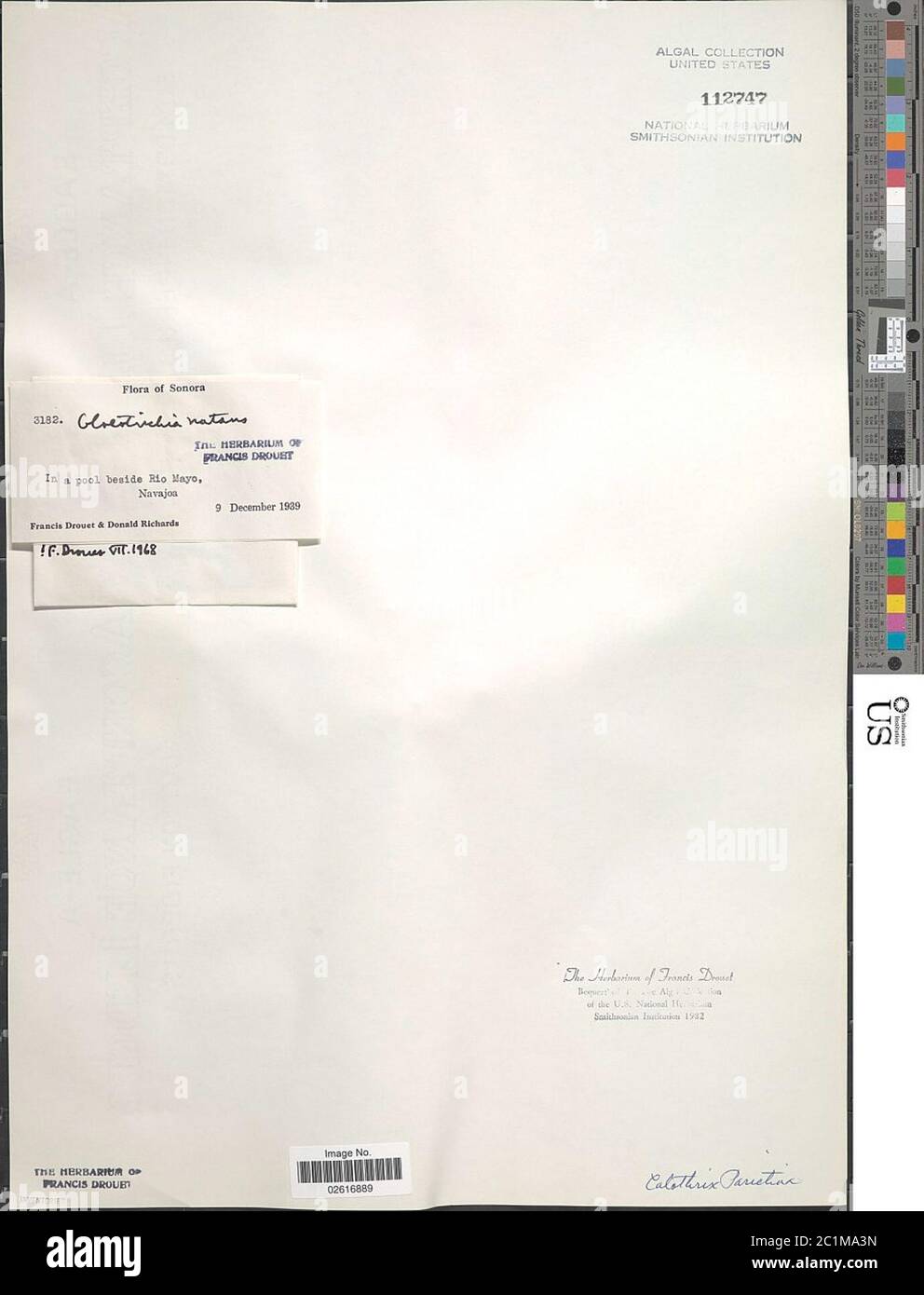 Calothrix parietina Calothrix parietina Stock Photo - Alamy