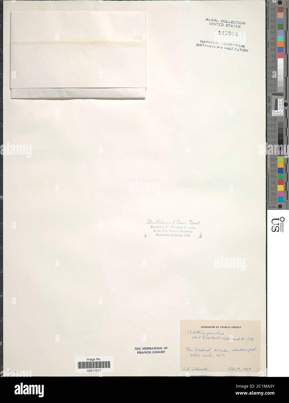 Calothrix parietina Calothrix parietina Stock Photo - Alamy