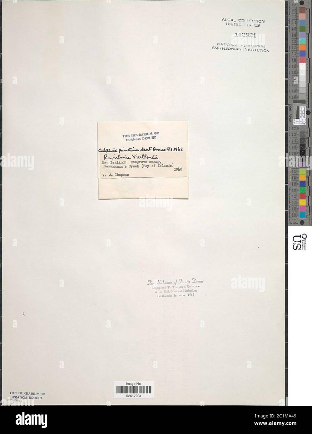 Calothrix parietina Calothrix parietina Stock Photo - Alamy