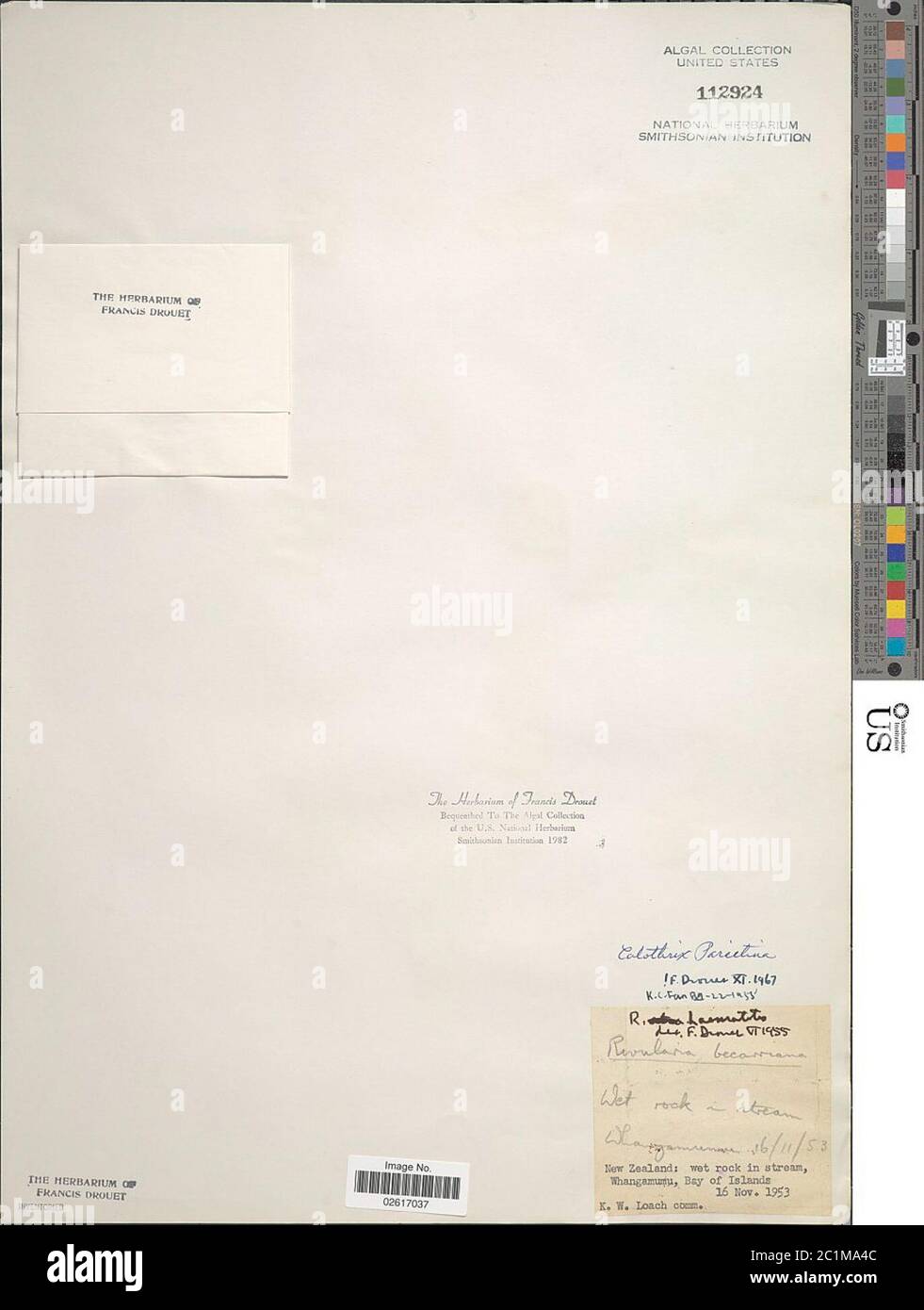 Calothrix parietina Calothrix parietina Stock Photo - Alamy