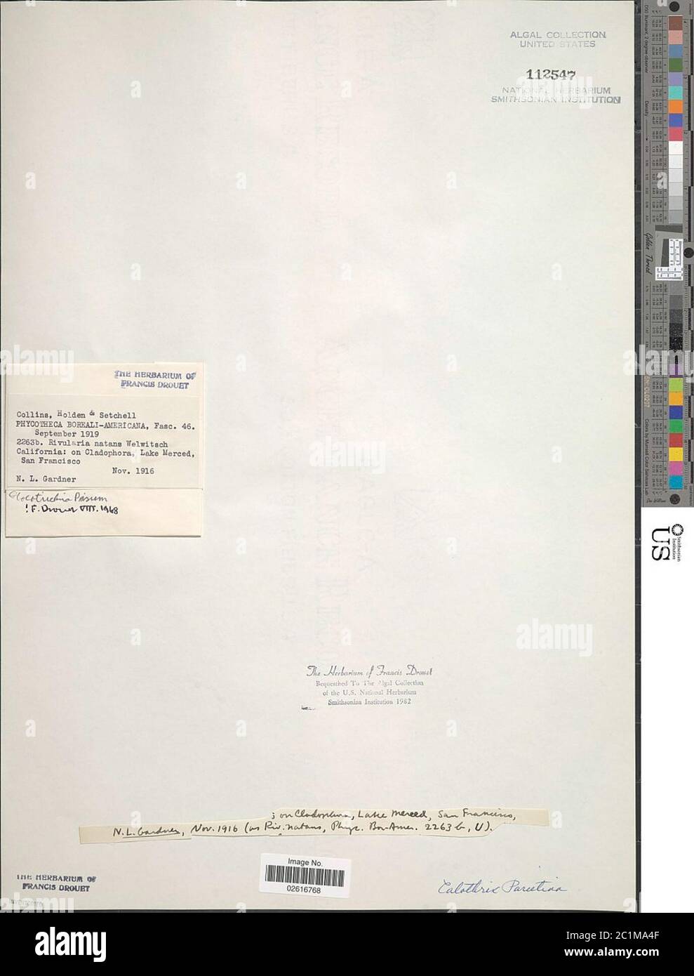 Calothrix parietina Calothrix parietina Stock Photo - Alamy