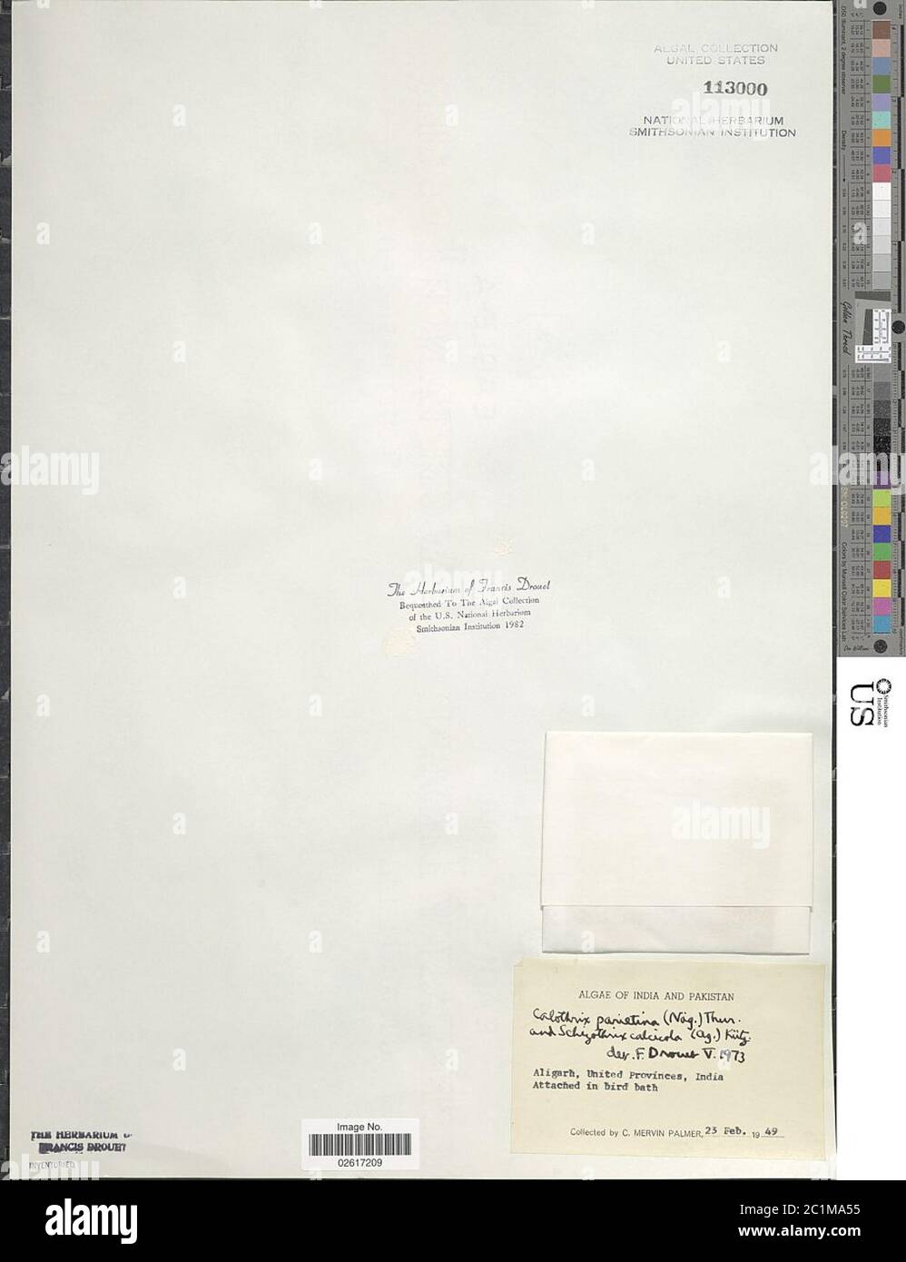 Calothrix parietina Calothrix parietina Stock Photo - Alamy