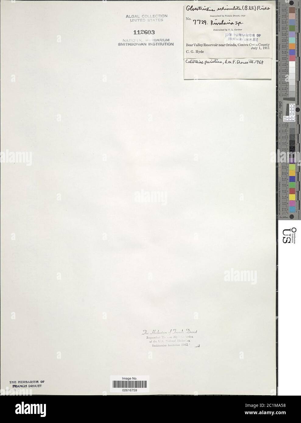 Calothrix parietina Calothrix parietina Stock Photo - Alamy