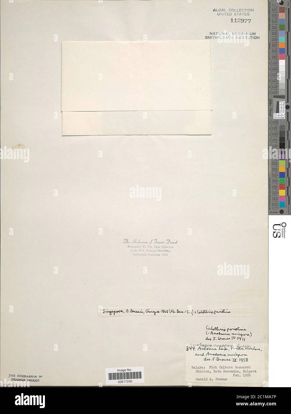 Calothrix parietina Calothrix parietina Stock Photo - Alamy