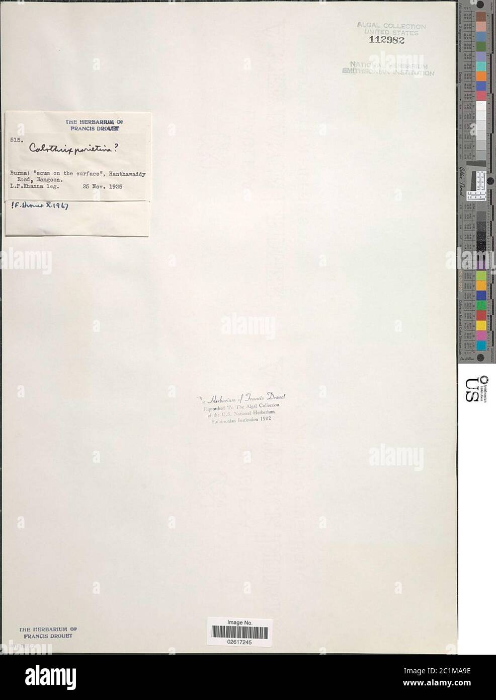 Calothrix parietina Calothrix parietina Stock Photo - Alamy