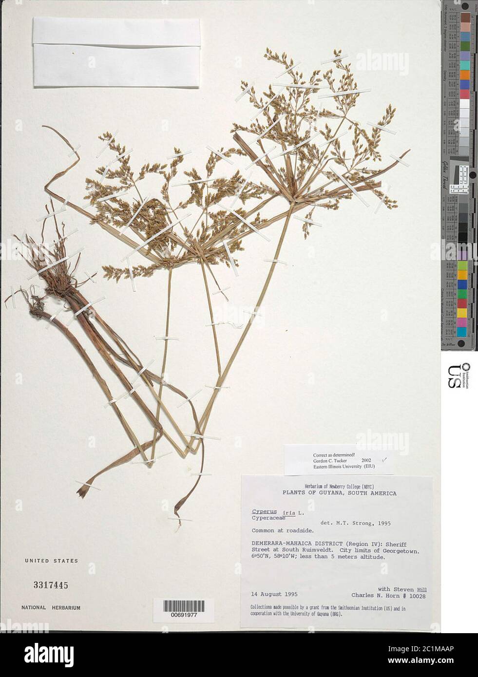 Cyperus iria L Cyperus iria L Stock Photo - Alamy