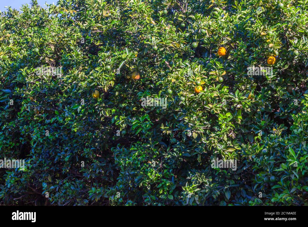 Orange grove in Brazil - mature fruits Stock Photo - Alamy