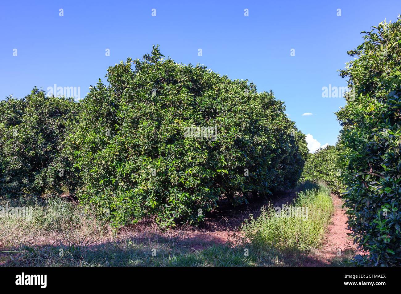 Orange grove in Brazil - mature fruits Stock Photo - Alamy