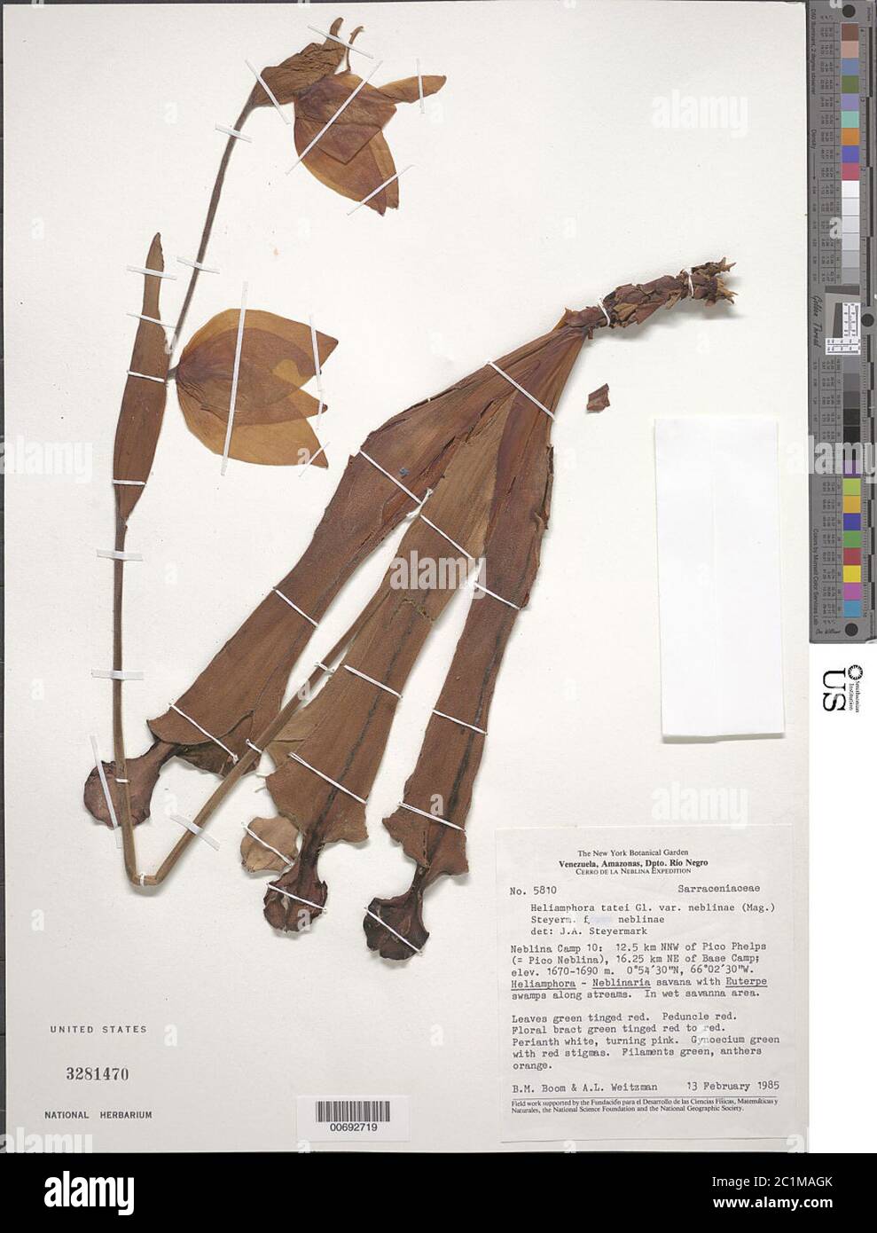 Heliamphora tatei var neblinae Maguire Steyerm Heliamphora tatei var ...