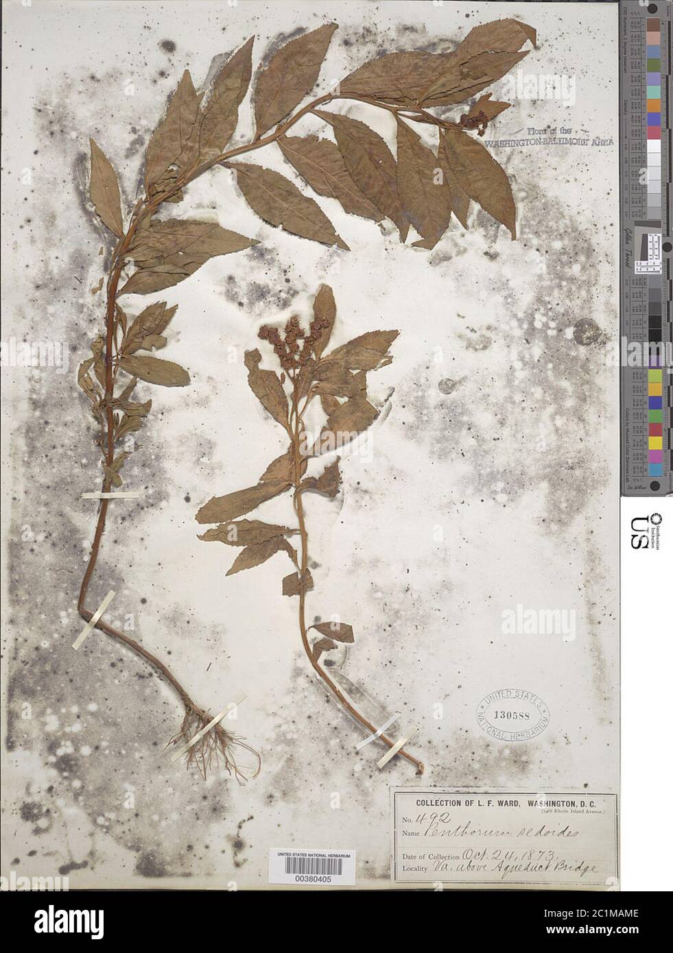 Penthorum sedoides L Penthorum sedoides L Stock Photo - Alamy