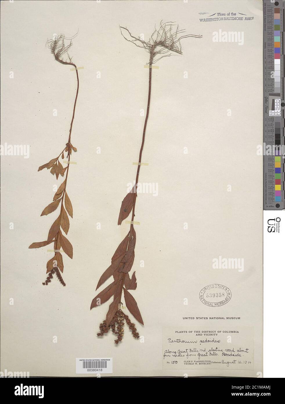 Penthorum sedoides L Penthorum sedoides L Stock Photo - Alamy