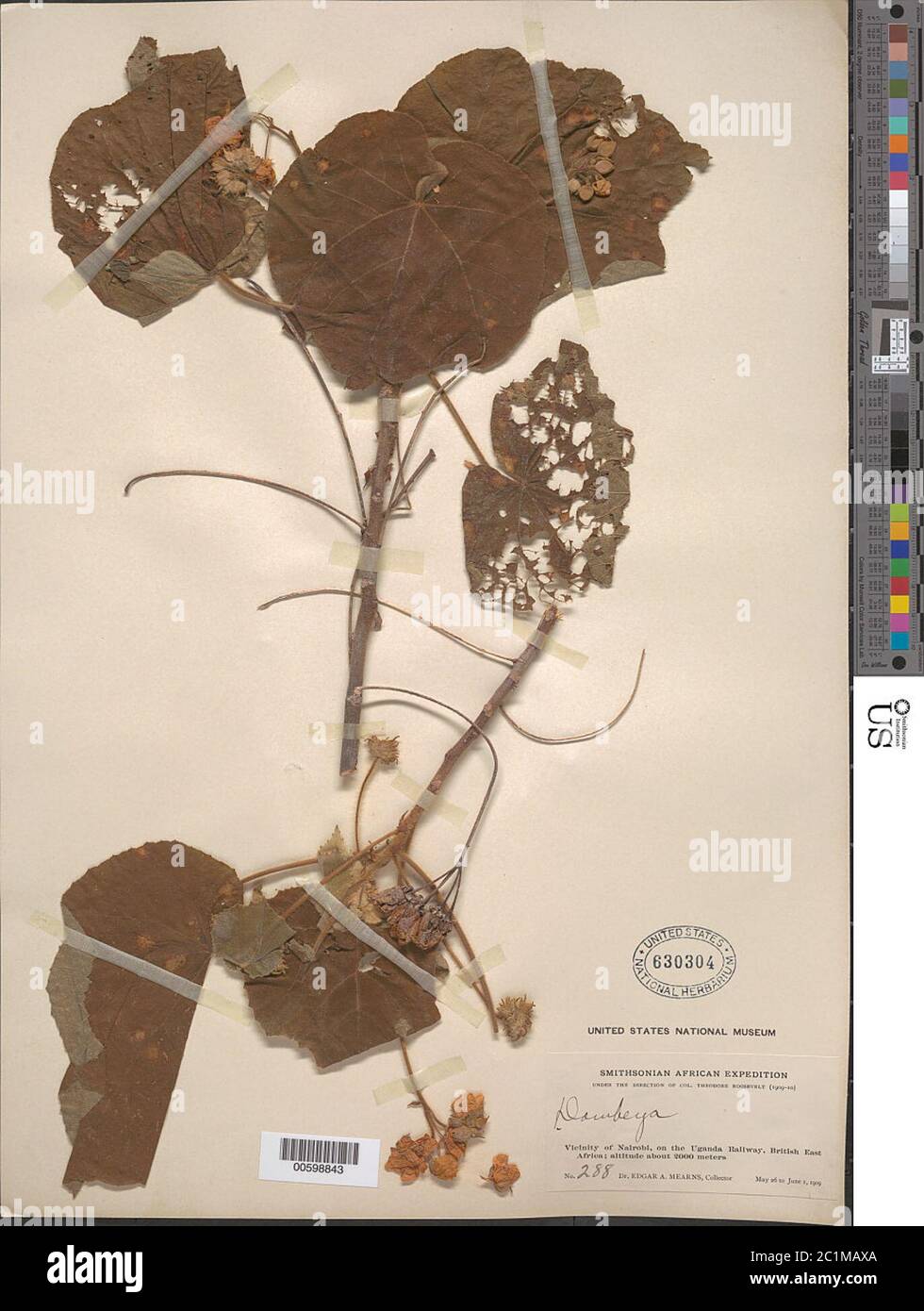 Dombeya sp Dombeya sp Stock Photo - Alamy