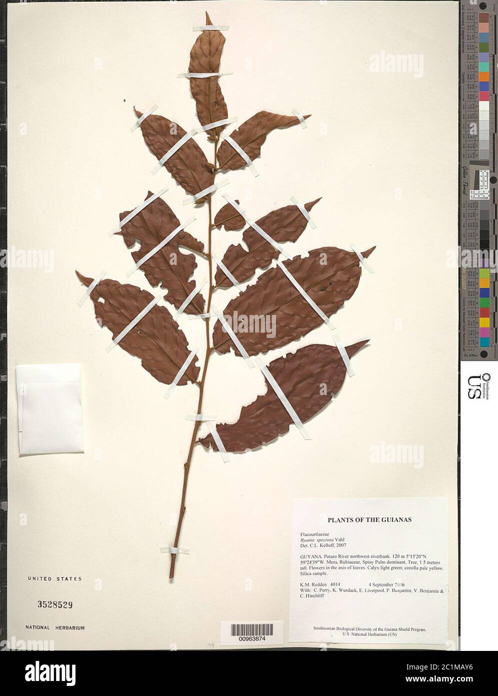 Ryania speciosa Vahl Ryania speciosa Vahl Stock Photo - Alamy