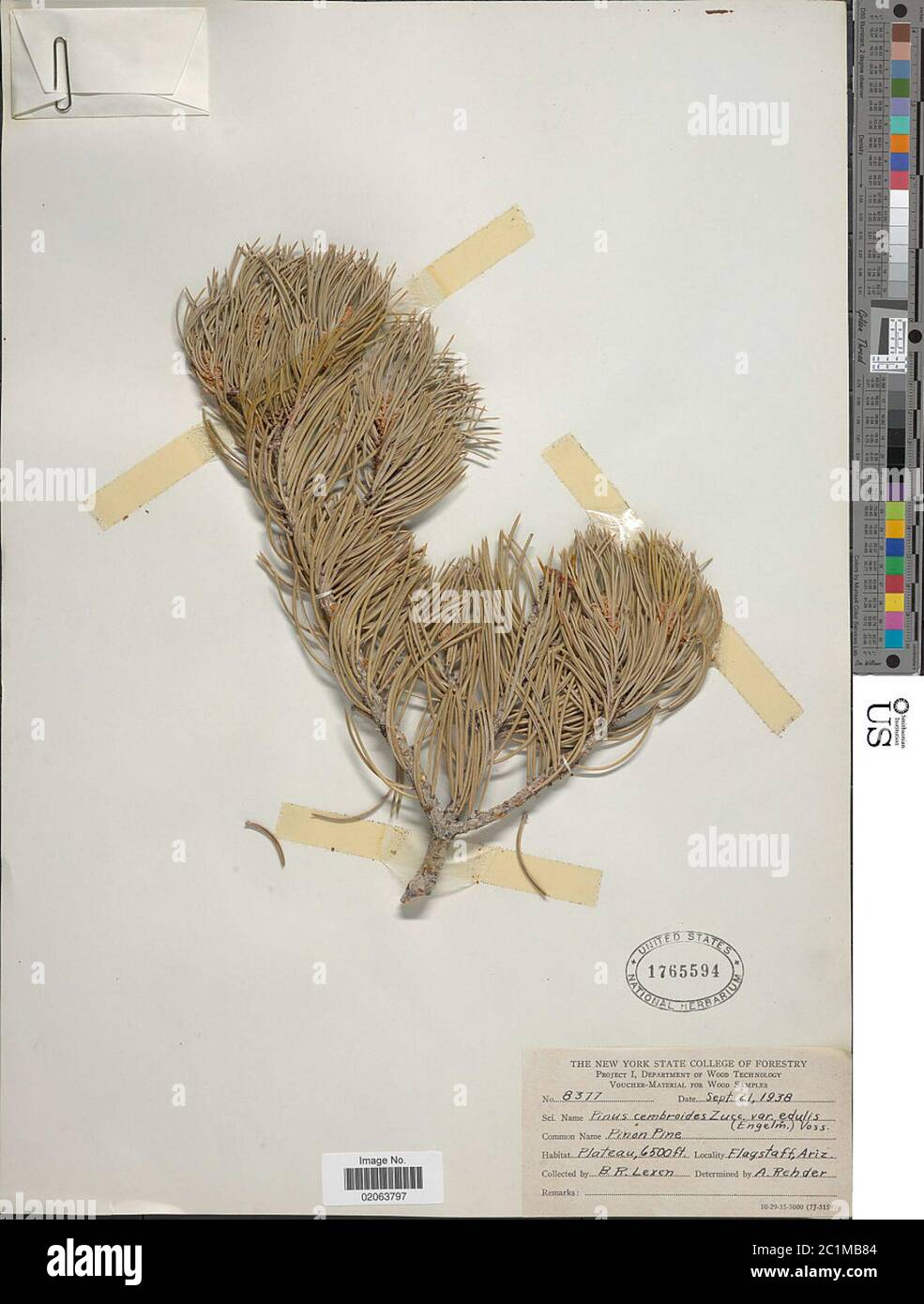 Pinus edulis Engelm Pinus edulis Engelm Stock Photo - Alamy